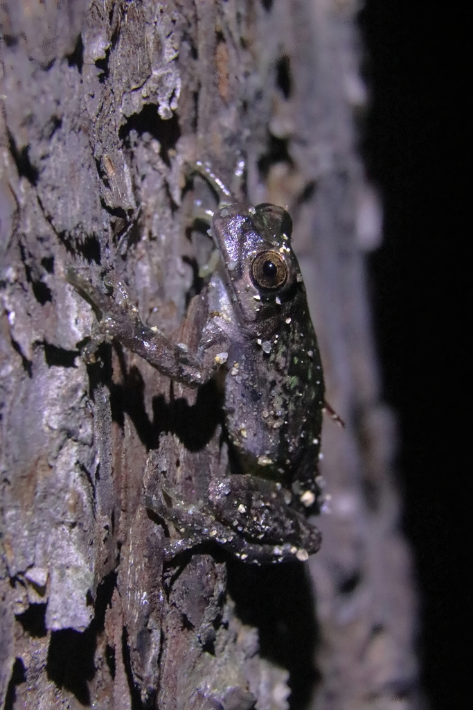 Japanese Tree Frog from 2(i)sunhwan-ro, Sangdang-gu, Cheongju-si ...