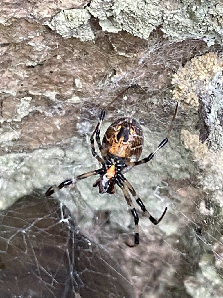 Asian Hermit Spider from Central Catchment Nature Reserve, SG on August ...