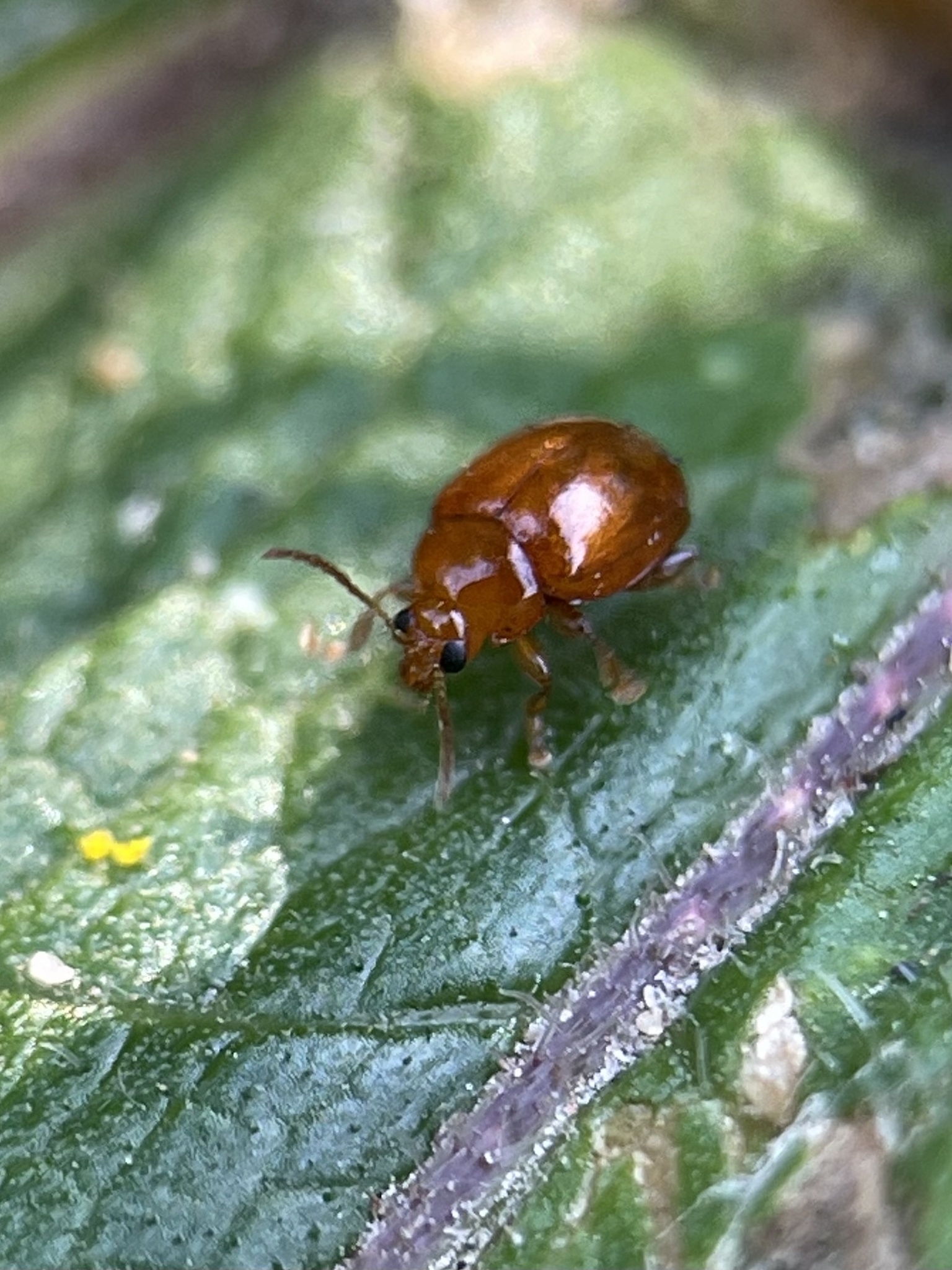 Sphaeroderma testaceum (Fabricius, 1775)