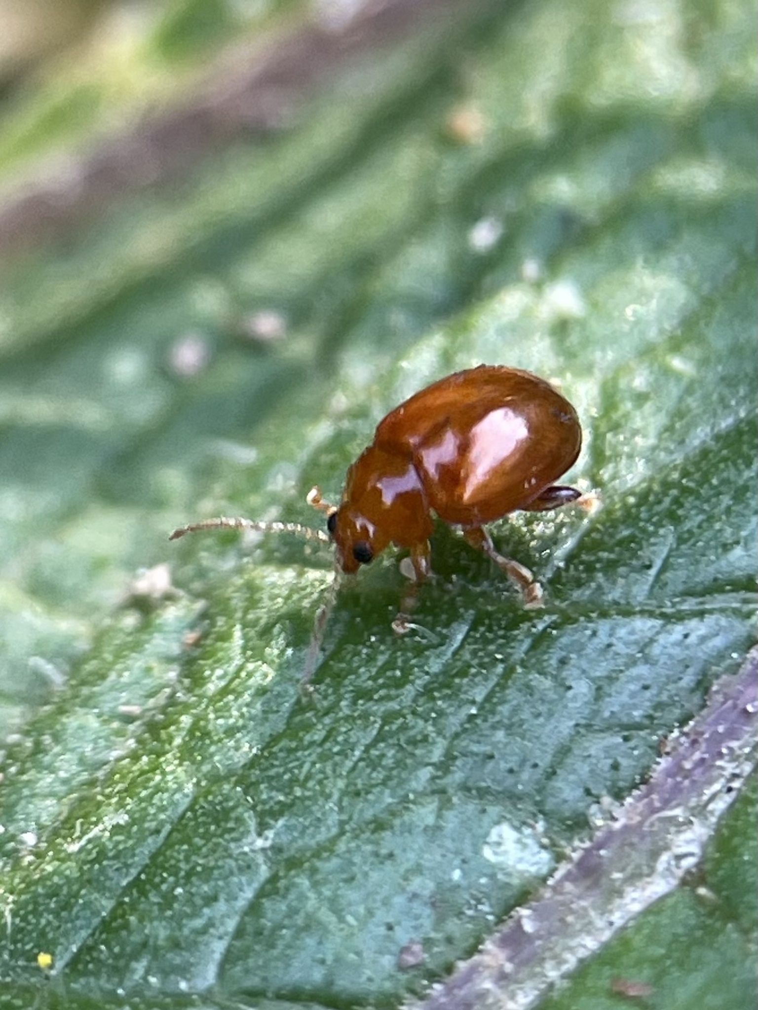 Sphaeroderma testaceum (Fabricius, 1775)