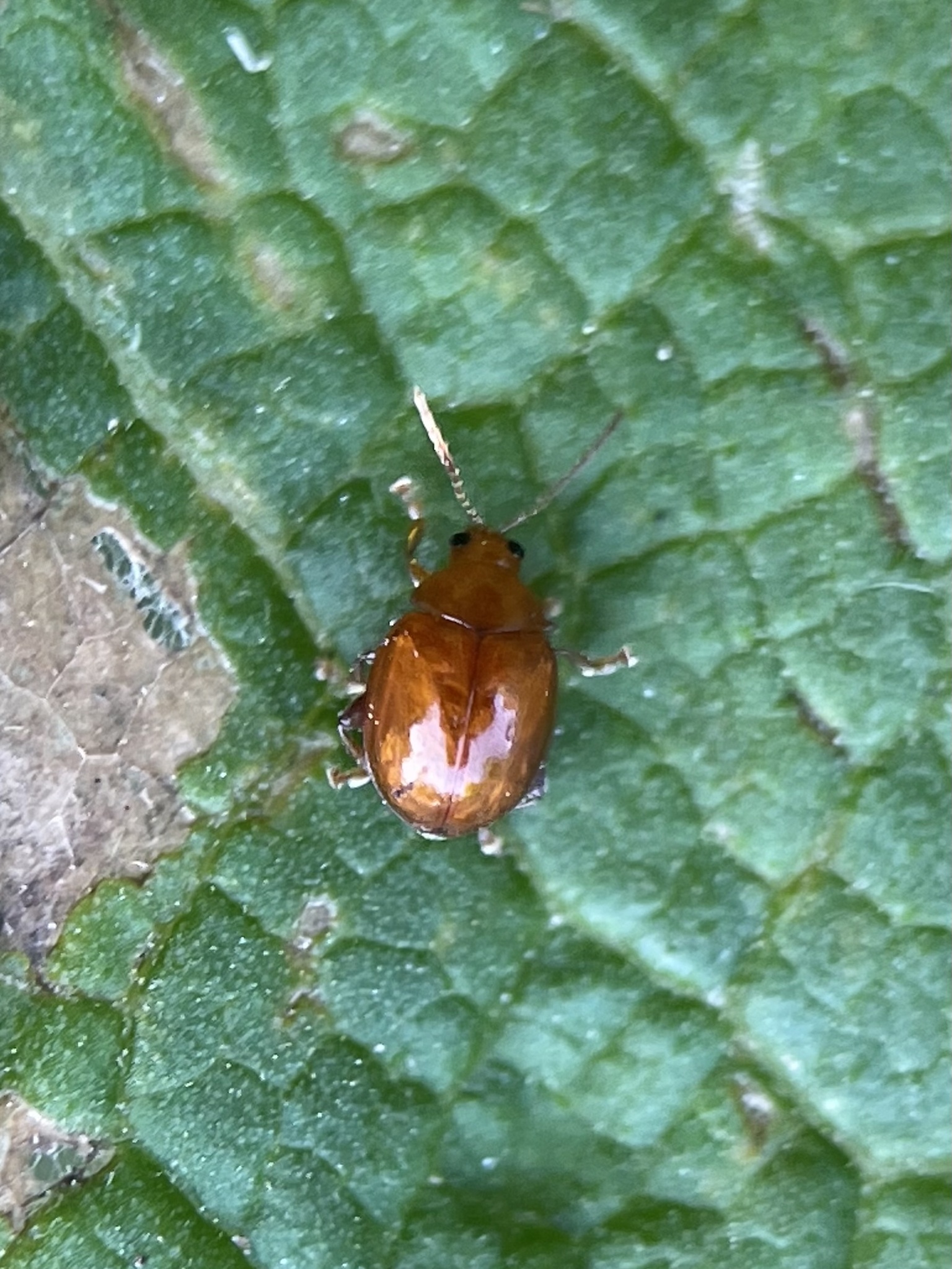 Sphaeroderma testaceum (Fabricius, 1775)