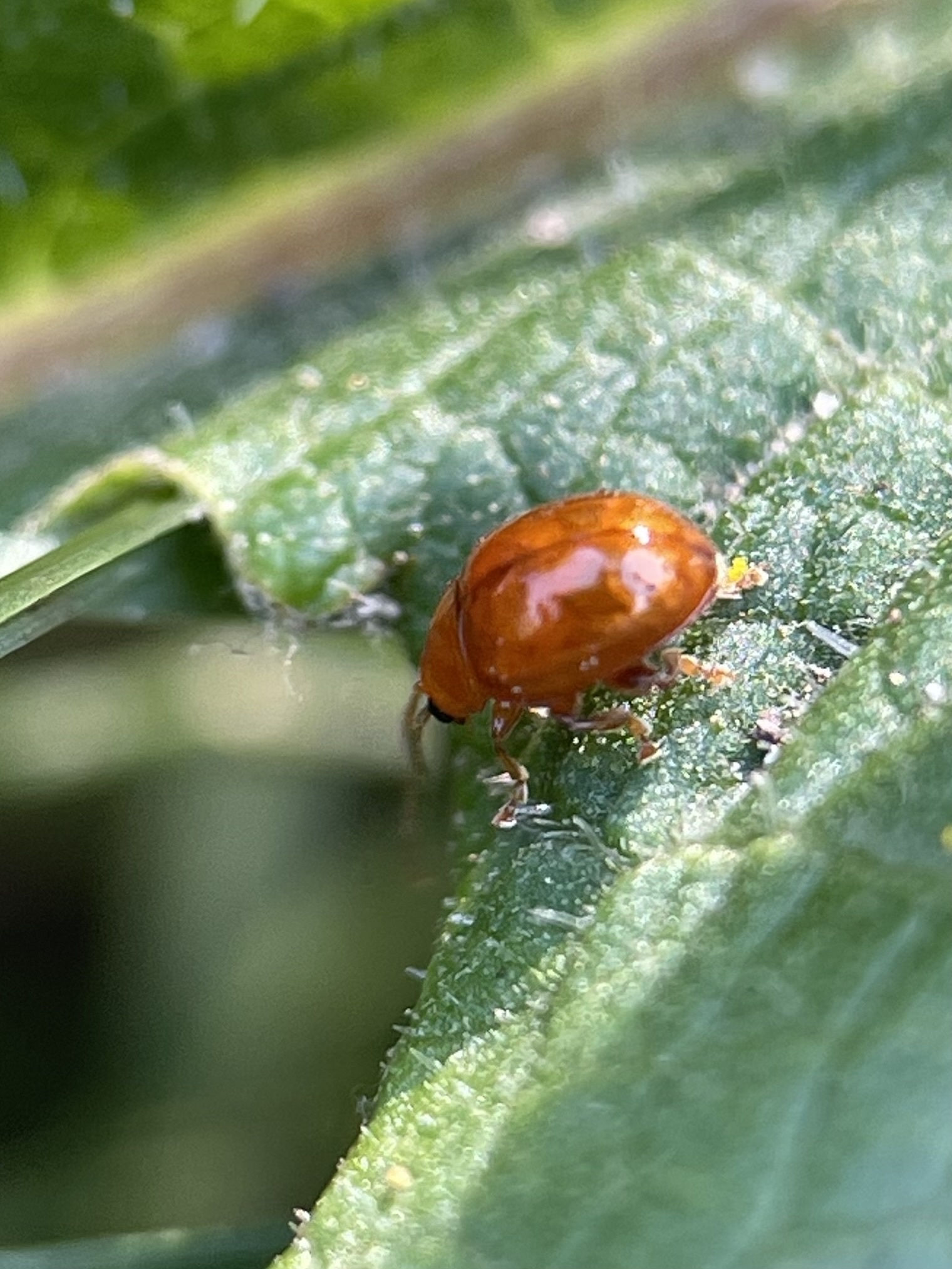 Sphaeroderma testaceum (Fabricius, 1775)