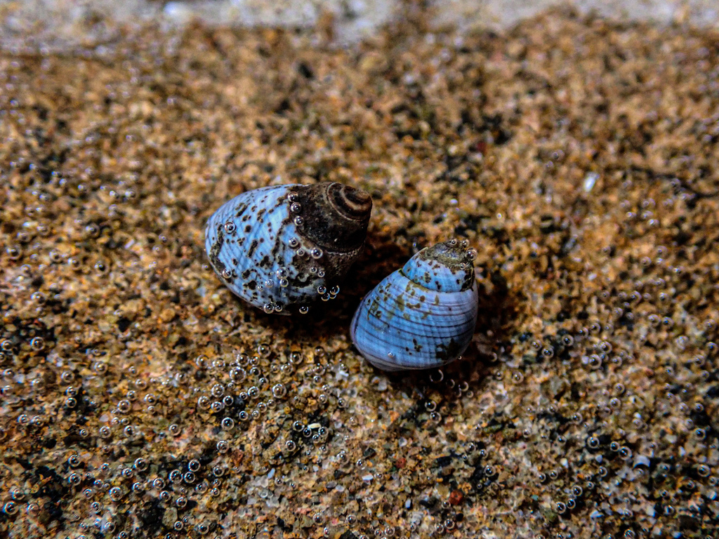 Little Blue Periwinkle from Frazer Beach, New South Wales, Australia on ...