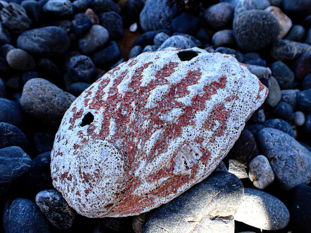 blacklip abalone from Frazer Beach, New South Wales, Australia on ...