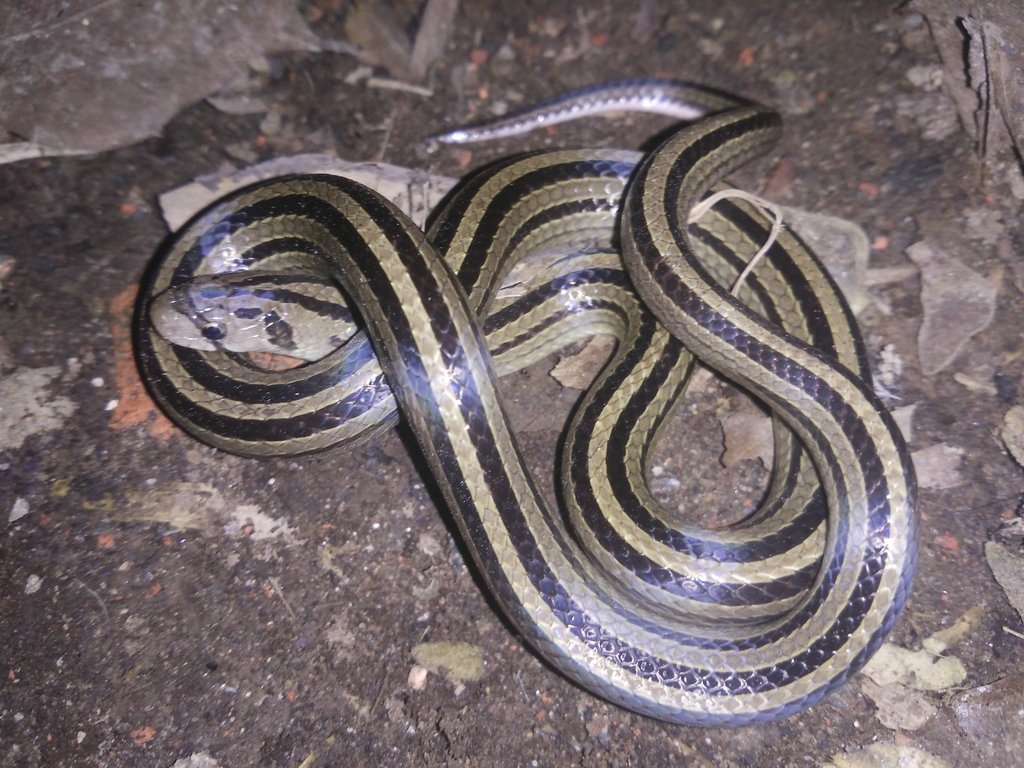 (Eight-) Striped Kukri Snake (Oligodon octolineatus) - Snakes and Lizards