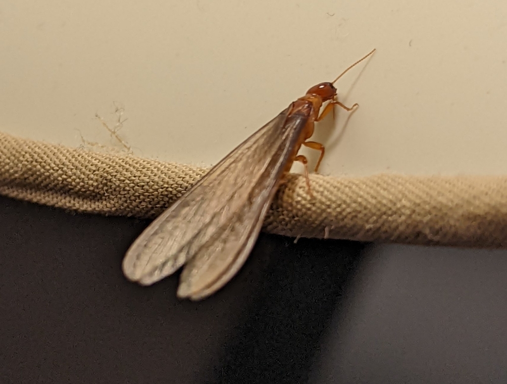 Pacific Dampwood Termite in August 2022 by Max Miner · iNaturalist