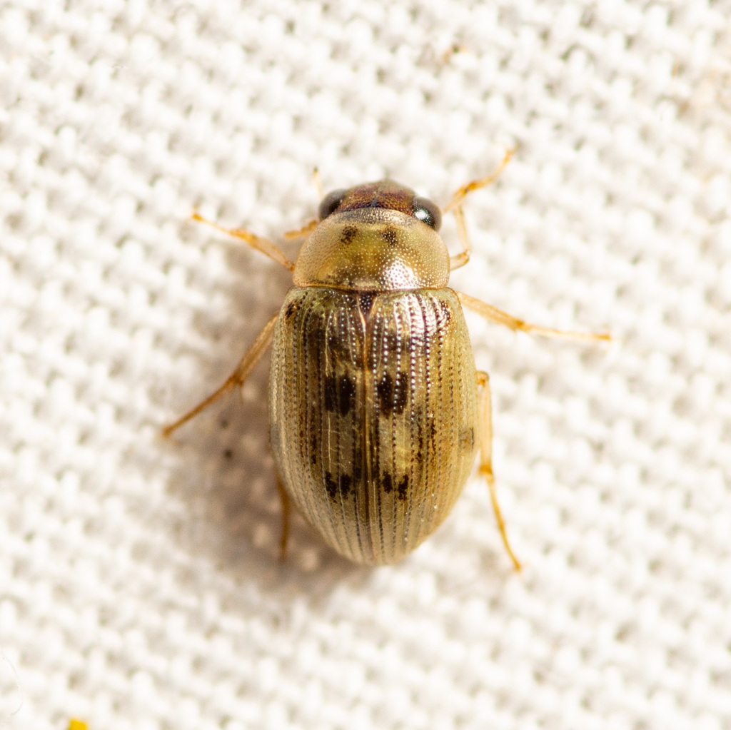 Berosus from Windsor Hills, Austin, TX, USA on August 20, 2022 at 11:48 ...