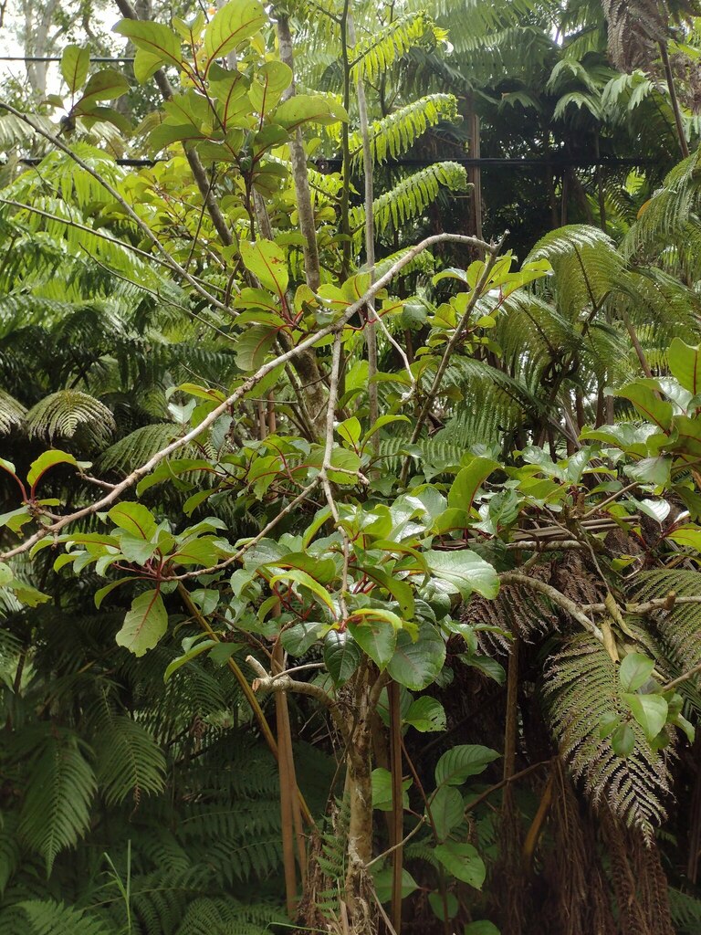 olomea in August 2022 by Kevin Faccenda · iNaturalist