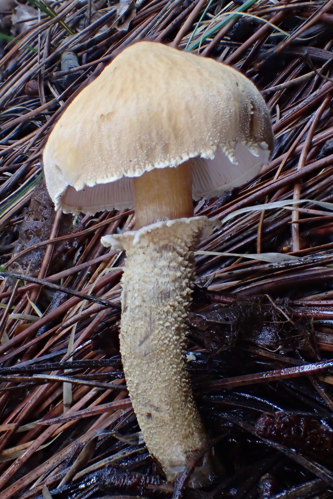 Cystoderma carcharias fallax from Apache, Arizona, United States on ...