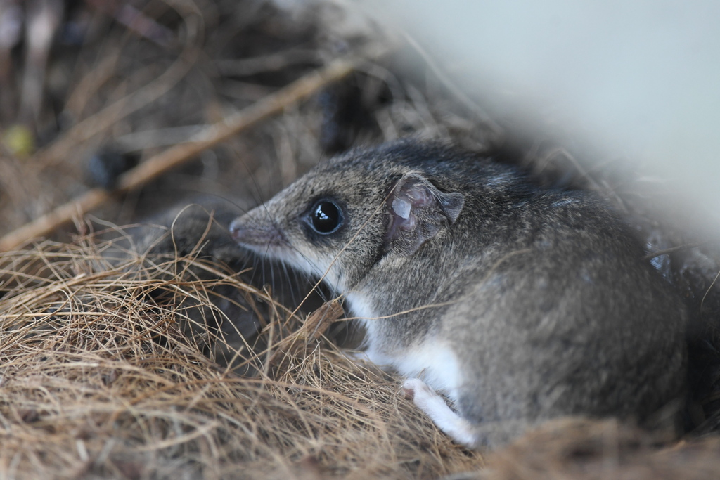 Slender-tailed Dunnart (Sminthopsis murina) - Know Your Mammals