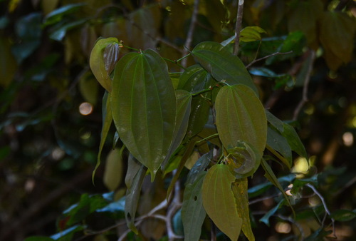 Phanera nakhonphanomensis · iNaturalist