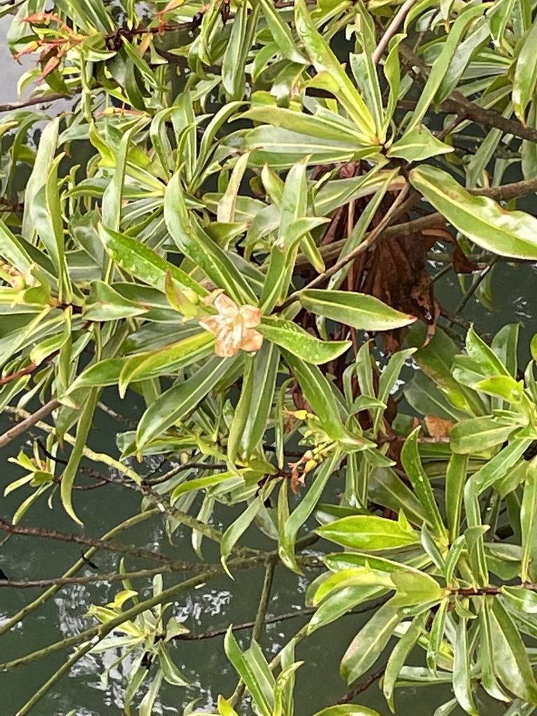 Cicada Tree from MacRitchie Reservoir, SG on August 21, 2022 at 09:05 ...