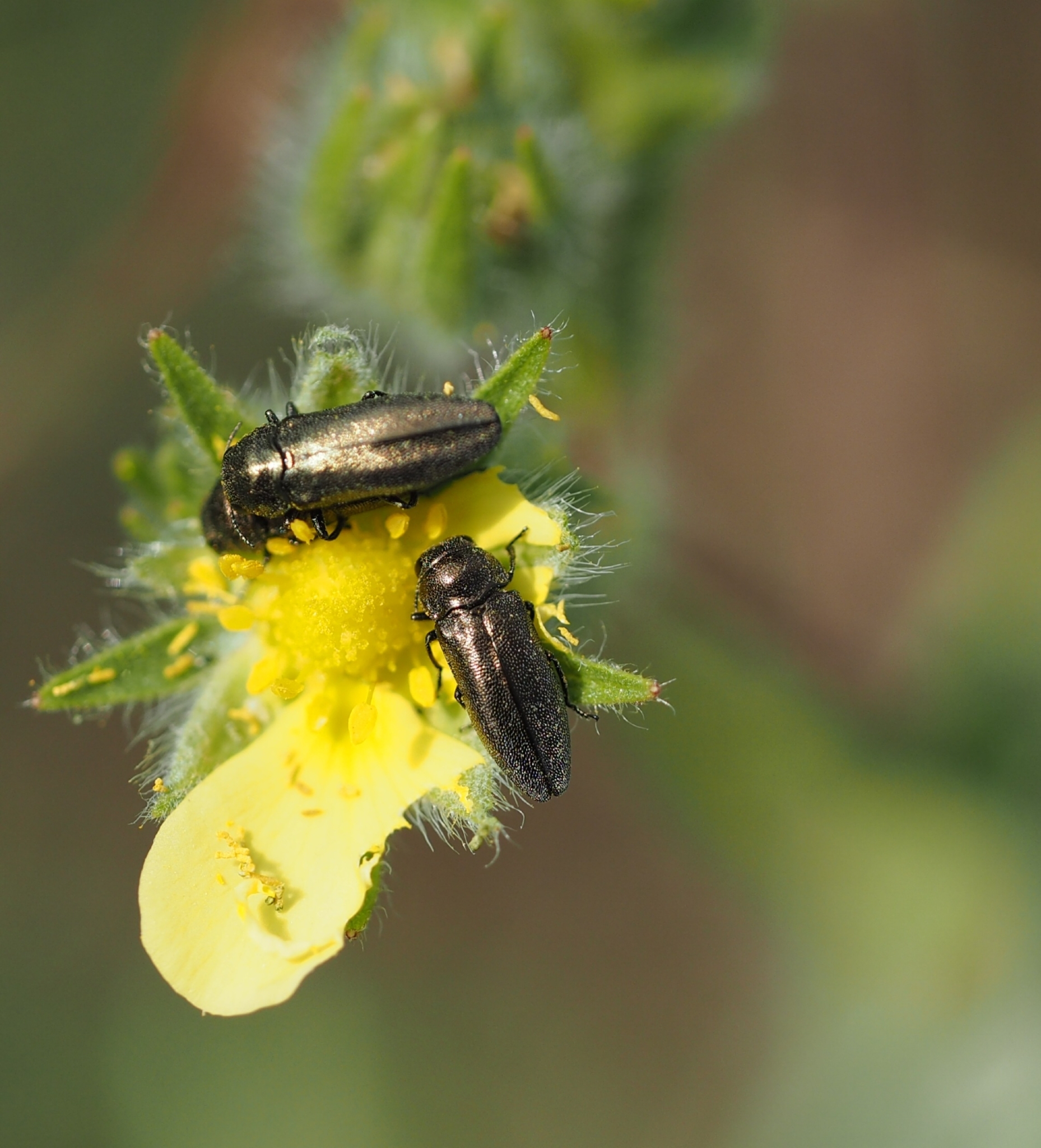 Coraebus elatus (Fabricius, 1787)