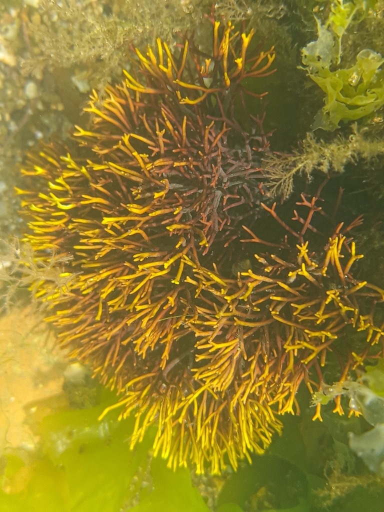 Polyides rotunda from Scarborough District, UK on August 20, 2022 at 02 ...