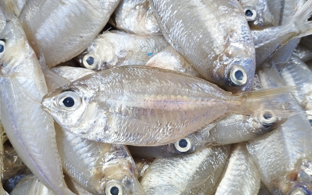 Longfin Silverbiddy (Pentaprion longimanus) - Marine Life Identification
