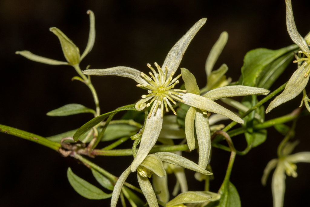 Small-leaved Clematis from Murray Bridge, South Australia, Australia on ...