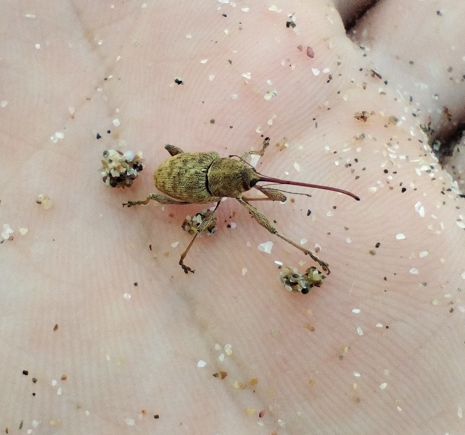 Curculio elephas J.C.Fabricius, 1781
