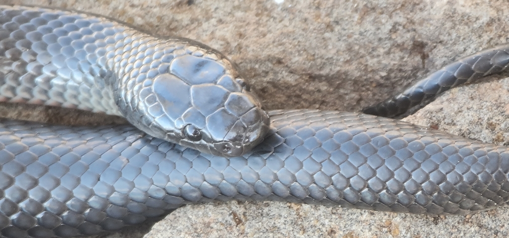 10 Facts About The Small-Eyed Snake (Aus) – Snake Radar