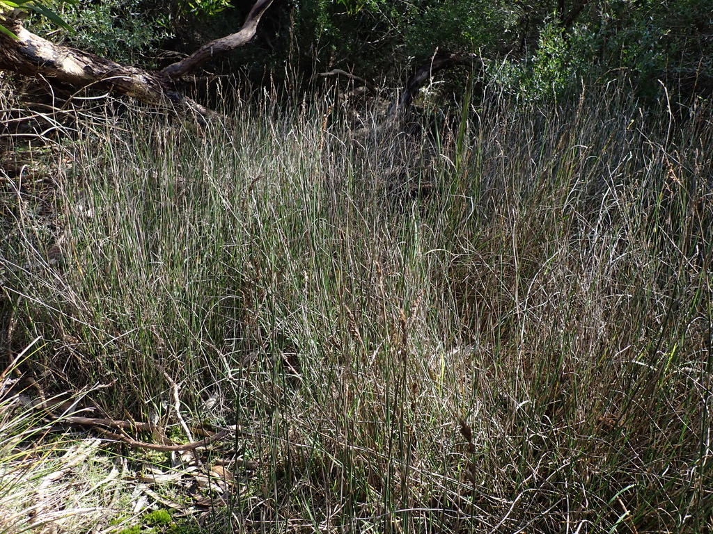 Tussock Swamp Twig Rush from Somerville VIC 3912, Australia on August ...