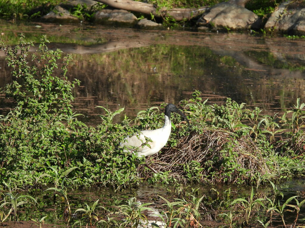 Australian White Ibis from Brisbane QLD, Australia on August 21, 2022 ...