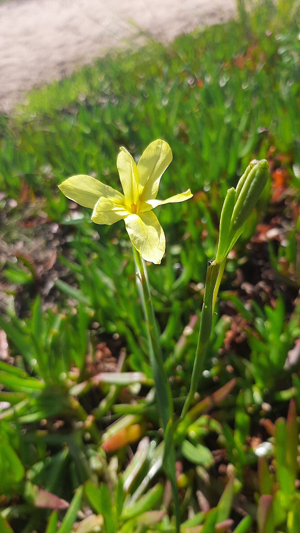 Moraea collina Thunb.