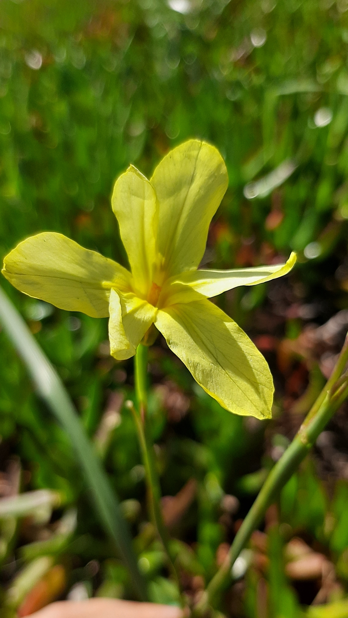 Moraea collina Thunb.