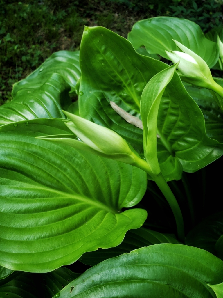 Scented hosta from Central VA on July 28, 2022 at 09:15 AM by F.N.D ...
