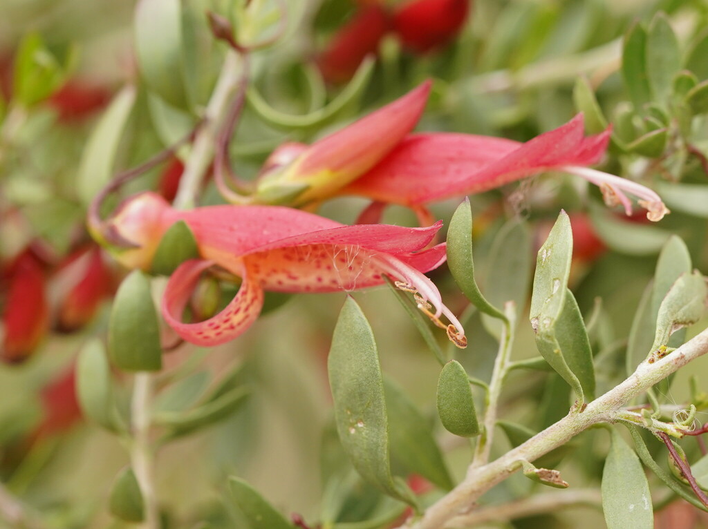 spotted emu bush from Nichols Point VIC 3501, Australia on August 17 ...