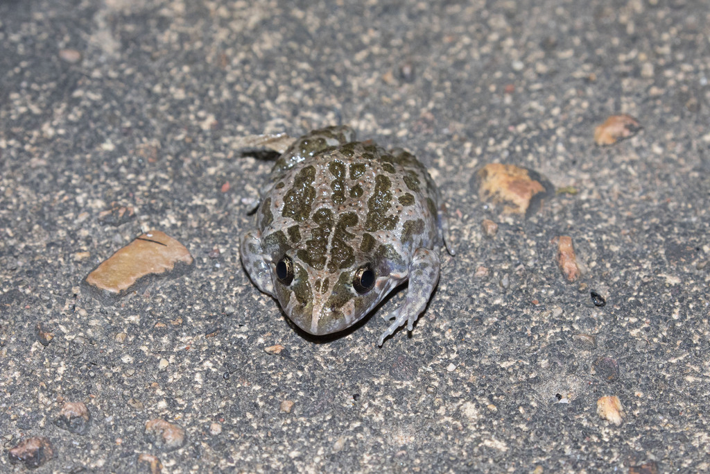 Marbled Frog from Robin Falls NT 0822, Australia on June 18, 2022 at 10 ...