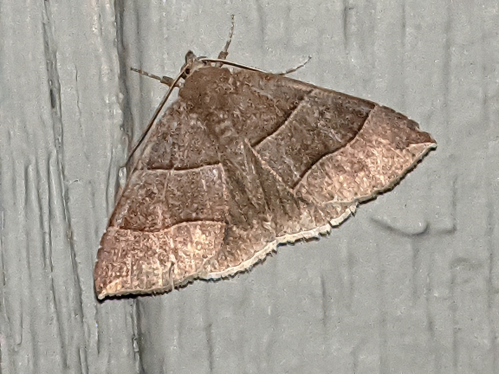 Maple Looper Moth from Allen, Indiana, United States on August 20, 2022 ...