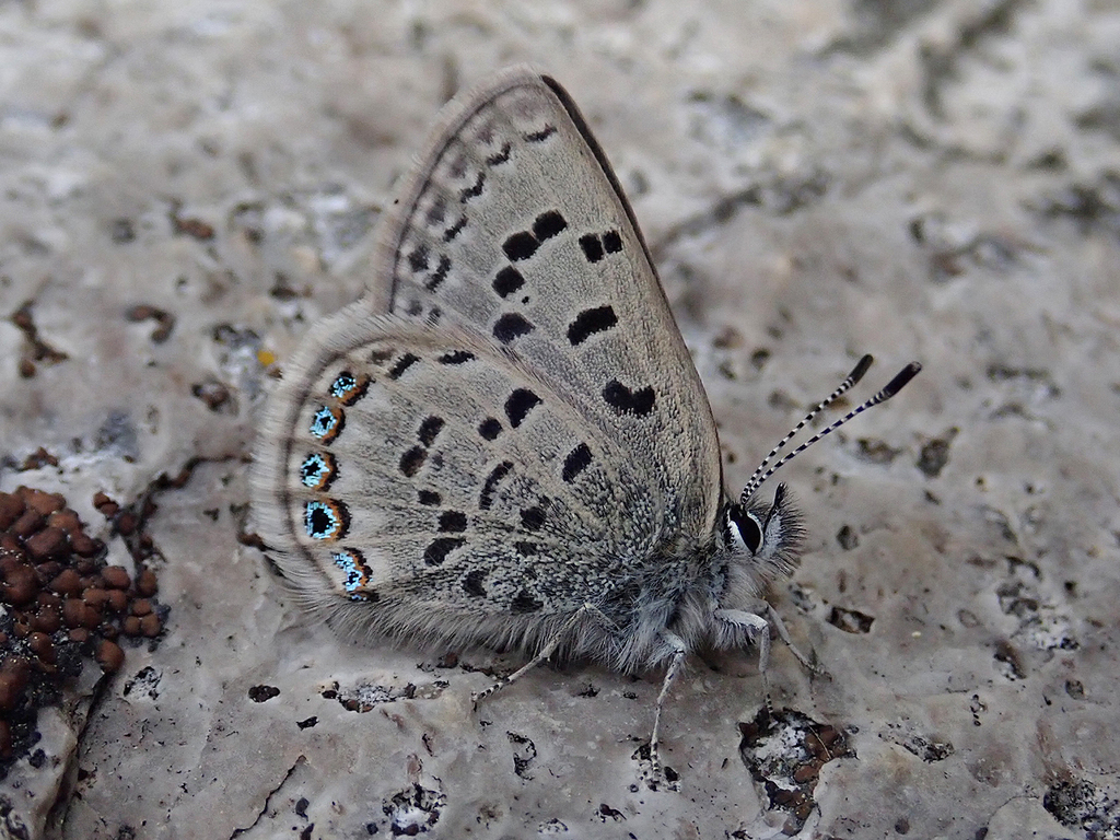 Shasta Blue (Dinosaur National Monument Butterfly Guide 🦋) · iNaturalist