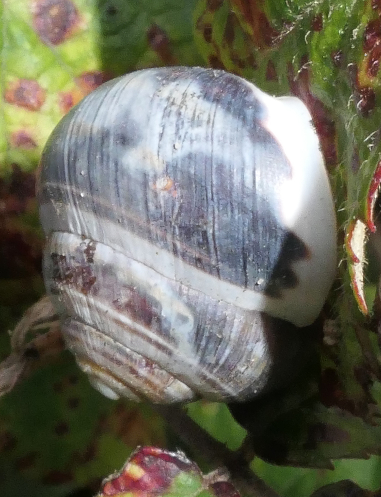 White-lipped Snail from St Davids, Pembrokeshire, Wales, UK on August ...