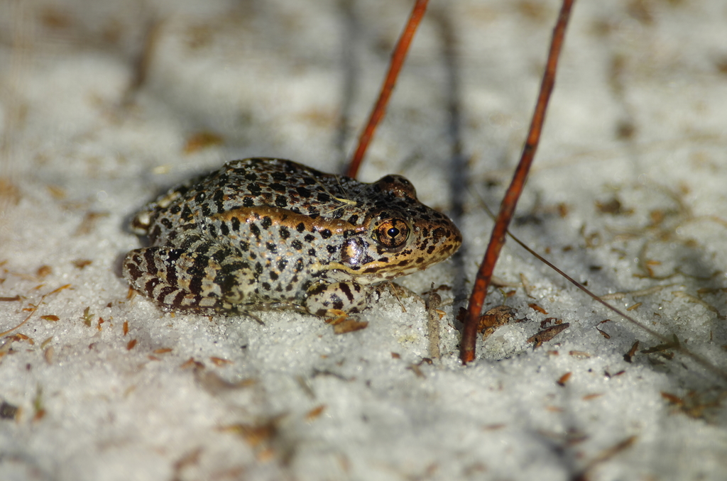 Florida gopher frog (Imperiled/Rare Species of Citrus County ...
