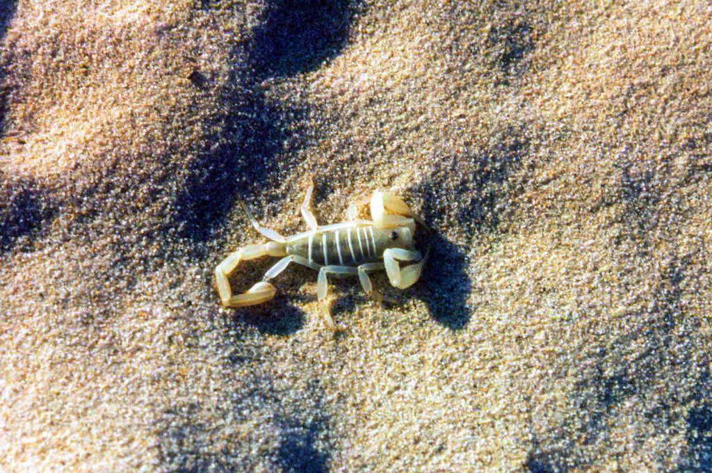 Dune Scorpion from Kelso Dunes,Mojave National Preserve, San Bernardino ...