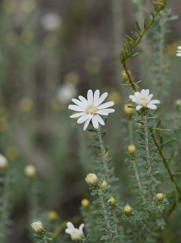 Showy Daisy-bush from Nichols Point VIC 3501, Australia on August 17 ...