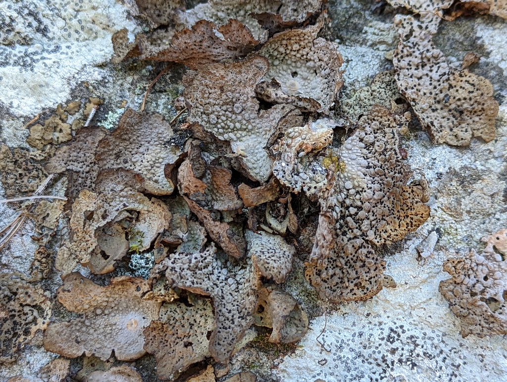Common Toadskin Lichen from Blue Hills Reservation, Norfolk ...