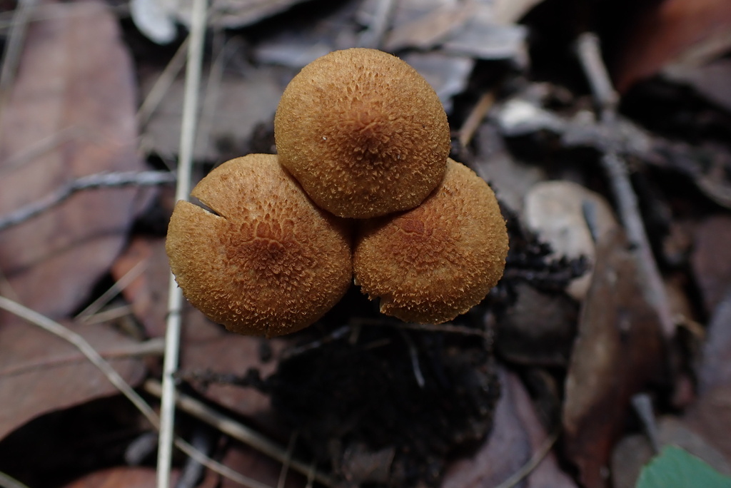 Mallocybe multispora in August 2022 by Sigrid Jakob. Stipe fibrillose ...