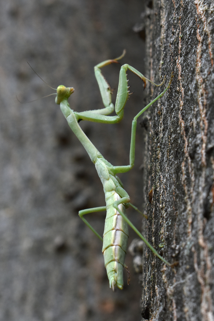 Carolina Mantis from Fair Heights, Tulsa, OK 74112, USA on August 20 ...