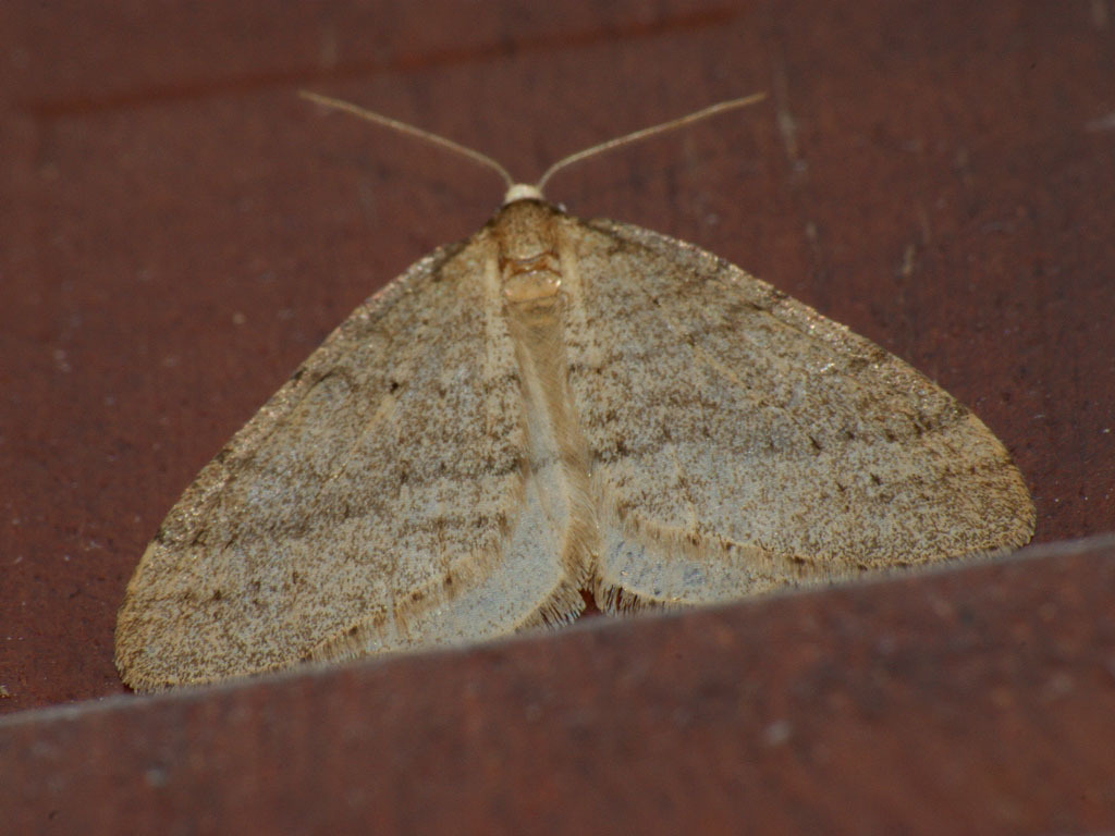 Northern Winter Moth from Западный административный округ, Москва ...
