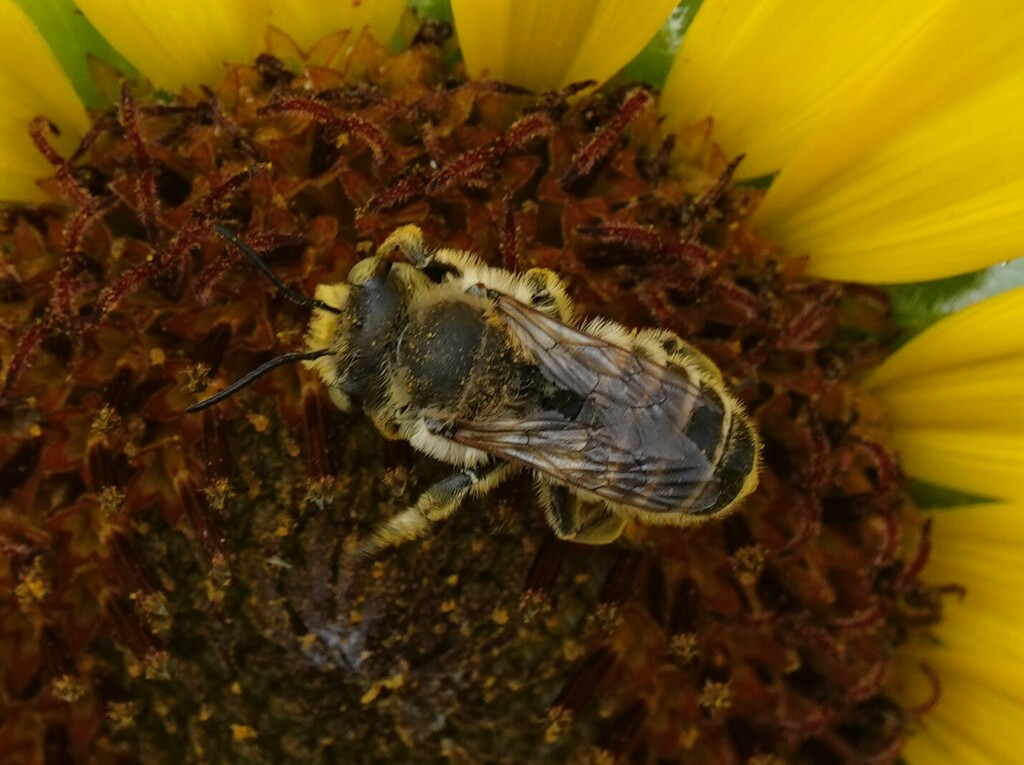 Leafcutter, Mortar, and Resin Bees from Harney County, OR, USA on ...