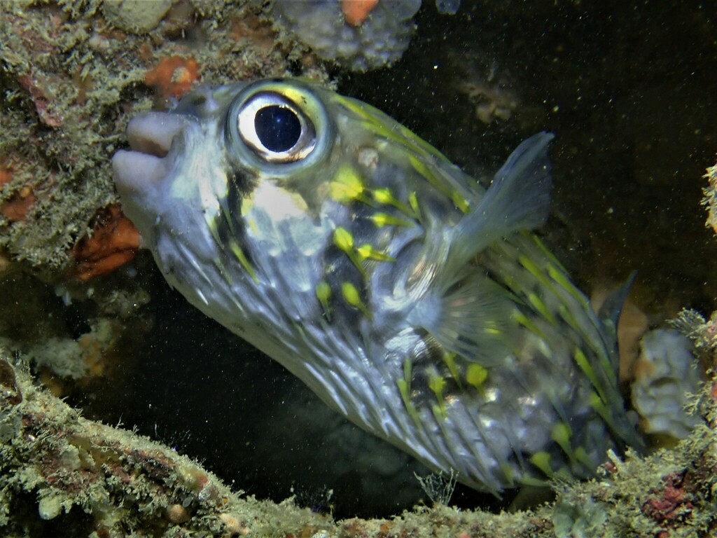 Globefish from Two Pots Reef (Minke reef), Hillarys, WA, Australia on ...