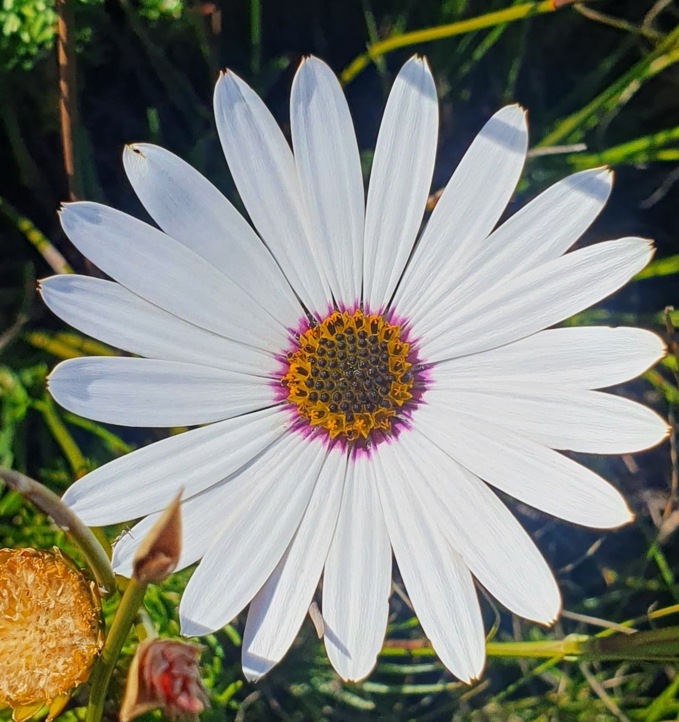 Dimorphotheca nudicaulis (L.) DC.