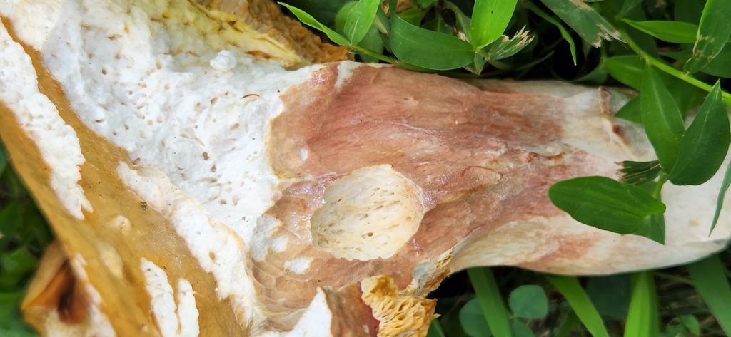 Xanthoconium from Chevy Chase, MD, USA on August 21, 2022 at 09:16 AM ...