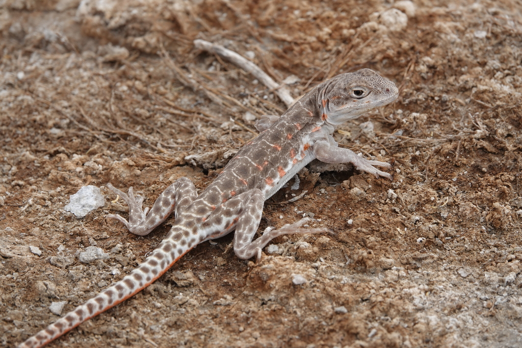 Long-nosed Leopard Lizard in August 2022 by Bert Harris · iNaturalist