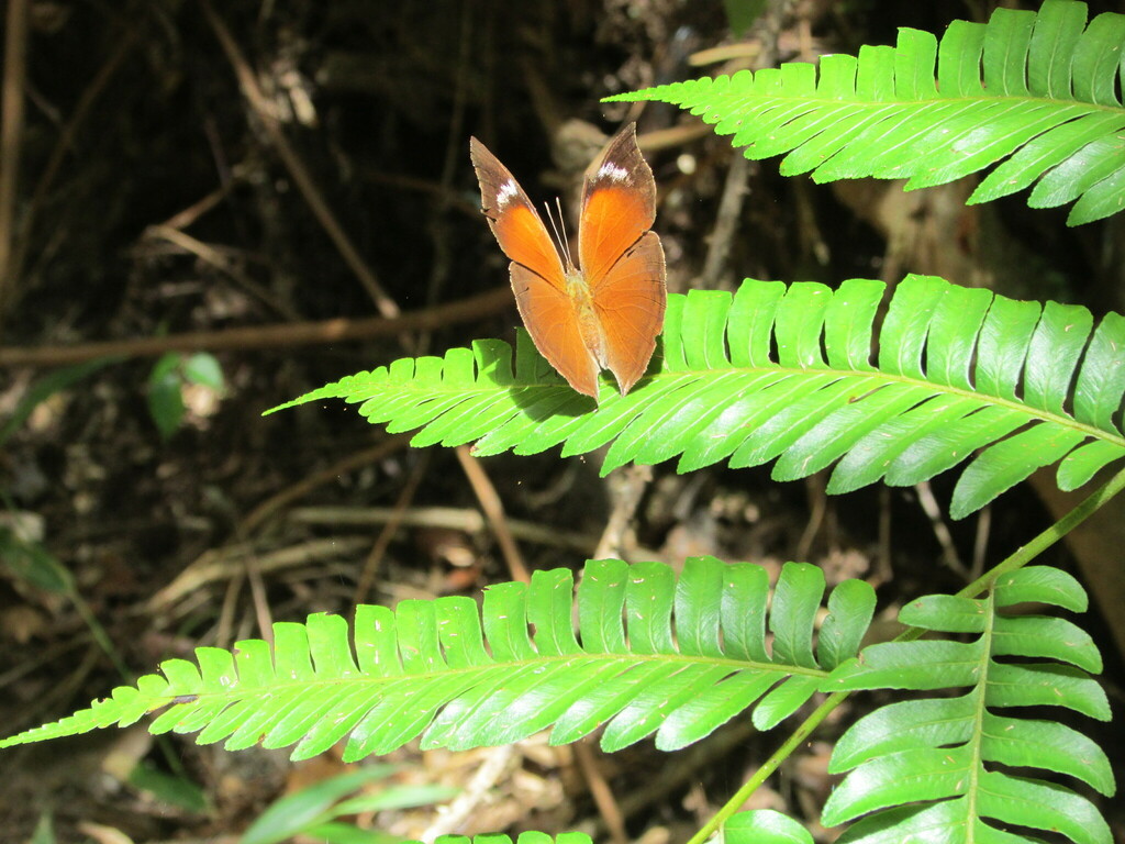 Salamis anteva from 5F85+2F5, Falierana, Madagascar on October 01, 2017 ...