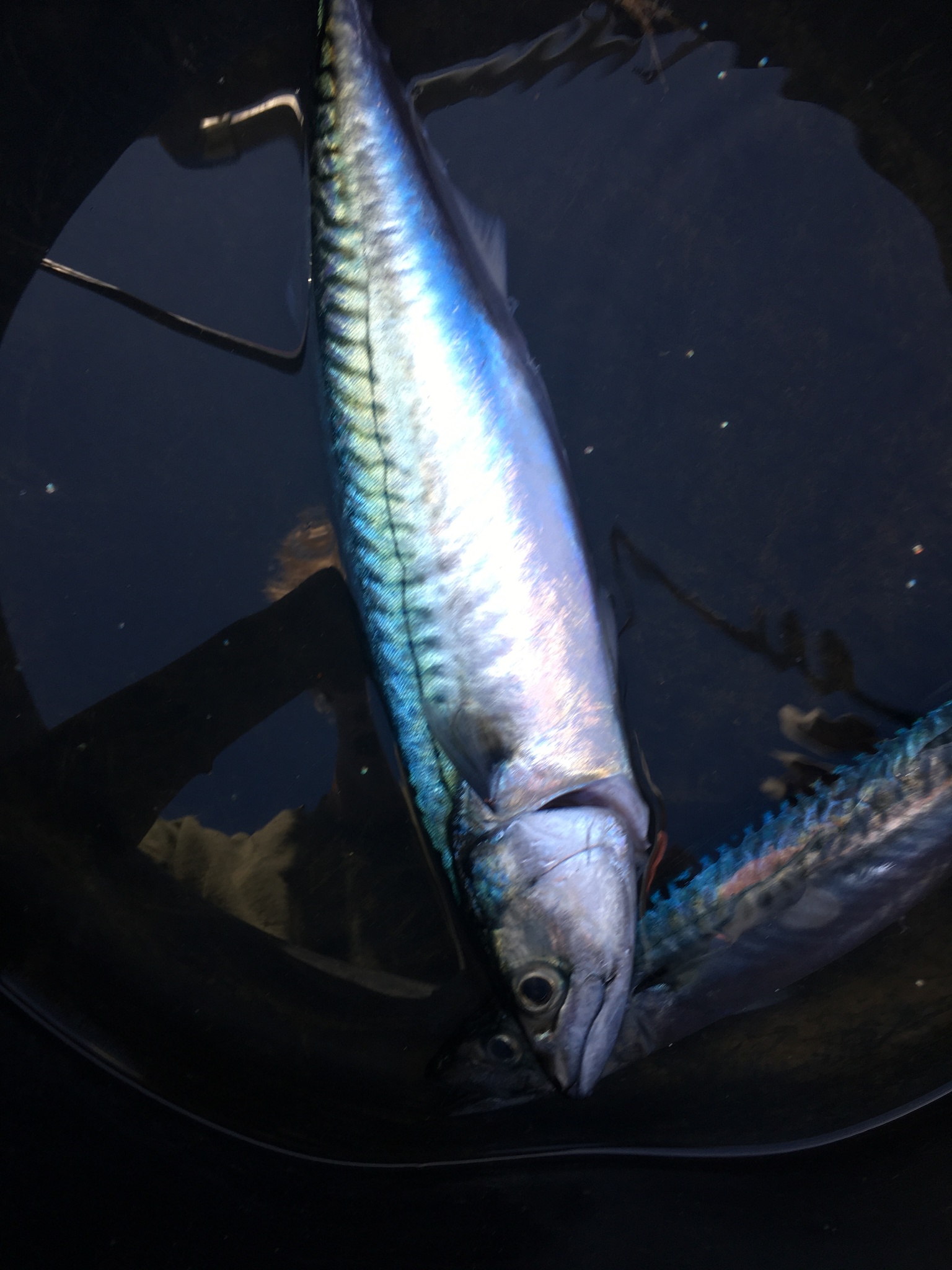 Makrel - Scomber scombrus - Fund #80b42521-e1a7-e0fb-811a-db995f2645e7 ...