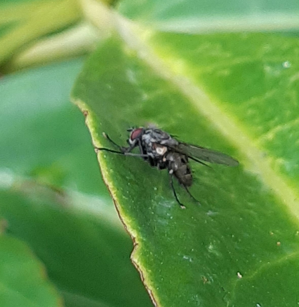 House Flies and Allies from Welland, UK on August 21, 2022 at 03:08 PM ...