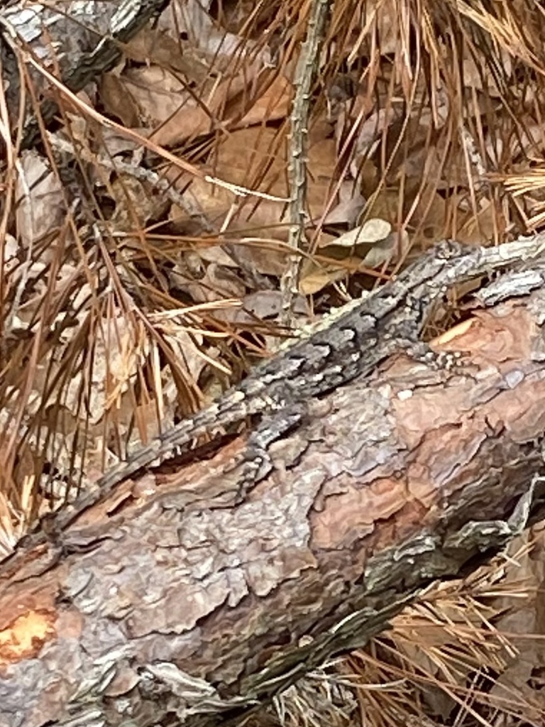 Eastern Fence Lizard from Cape May Court House, NJ, US on August 21 ...