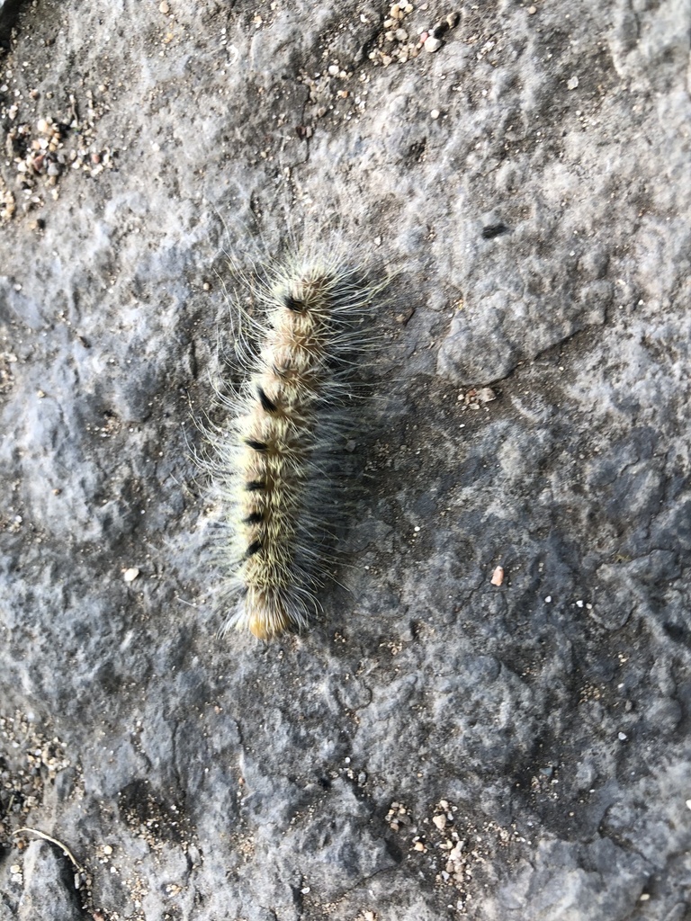 Hackberry Dagger from Île de Montréal, Pointe-Claire, QC, CA on August ...