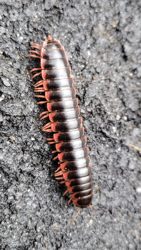Cherry Millipedes from Grovetown, GA 30813, USA on August 21, 2022 at ...